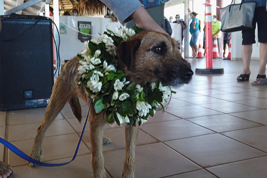 Koha, le nouveau chien détecteur de rats de Rimatara • TNTV News - Tahiti Nui Télévision
