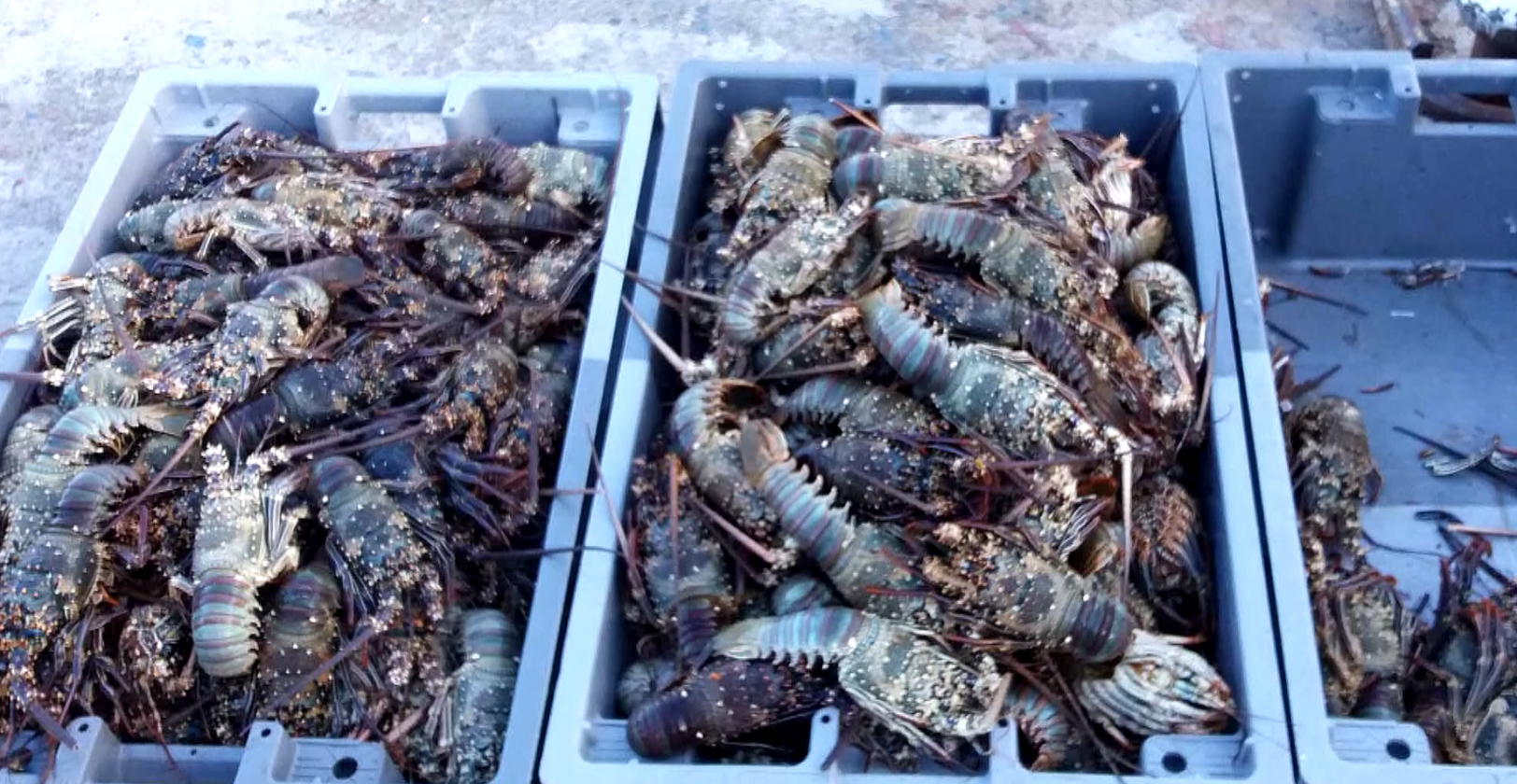 Menu de noël : les fruits de mer de plus en plus chers • TNTV News ...