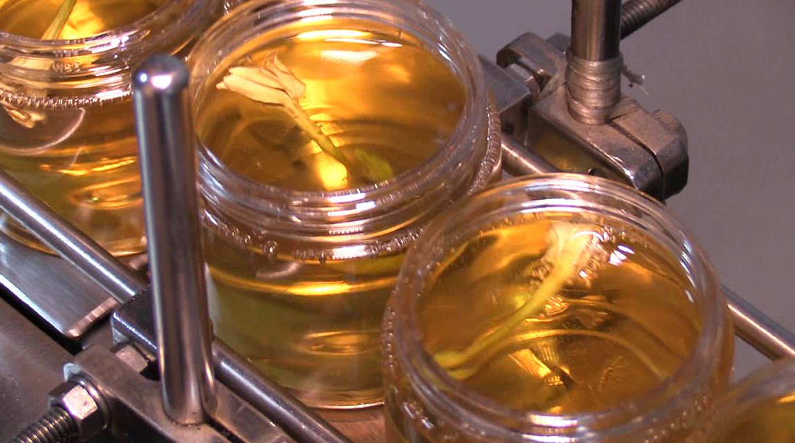 Le mono'i de Tahiti fête ses 30 ans et vise l'Appellation d'Origine ...