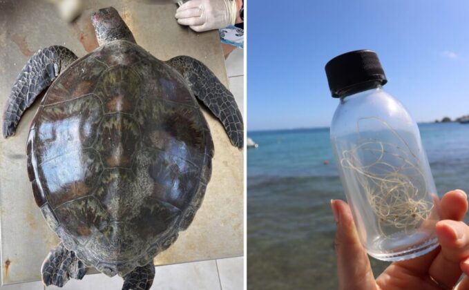 Pollution marine : une tortue verte succombe après avoir ingéré un fil ...